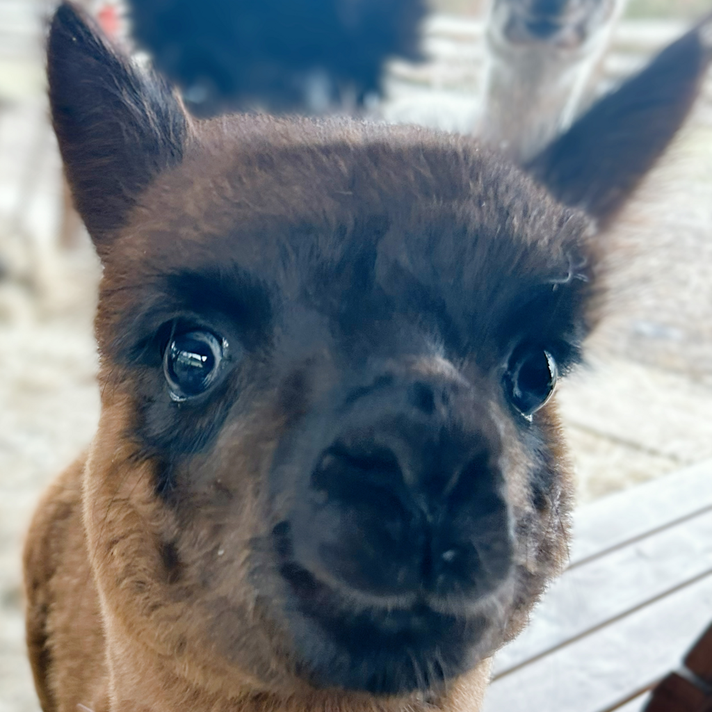 Adams Alpaka Farm - Verliebt in ein Alpaka