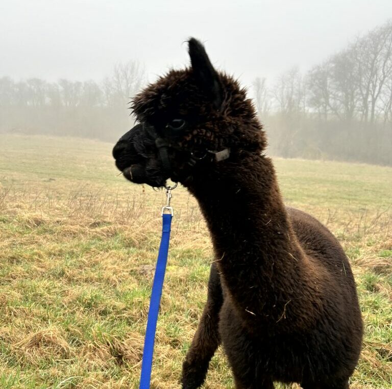 Adams Alpaka Farm - Verliebt in ein Alpaka