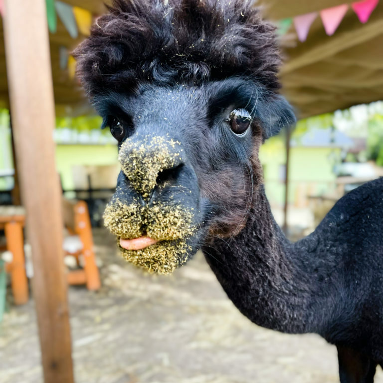 Adams Alpaka Farm - Verliebt in ein Alpaka
