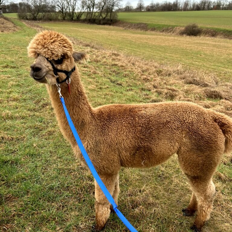 Adams Alpaka Farm - Verliebt in ein Alpaka