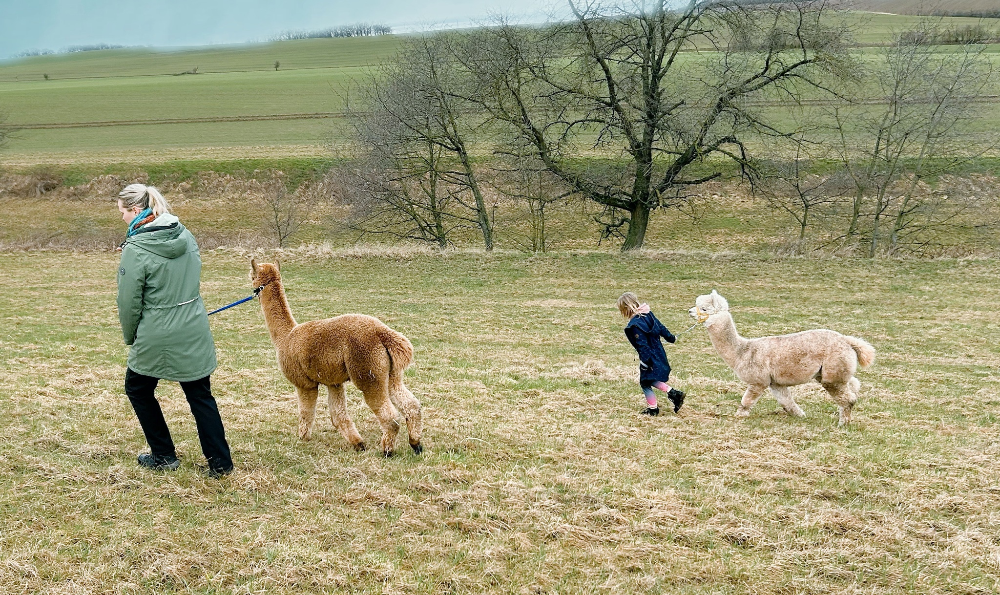 Adams Alpaka Farm - Verliebt in ein Alpaka
