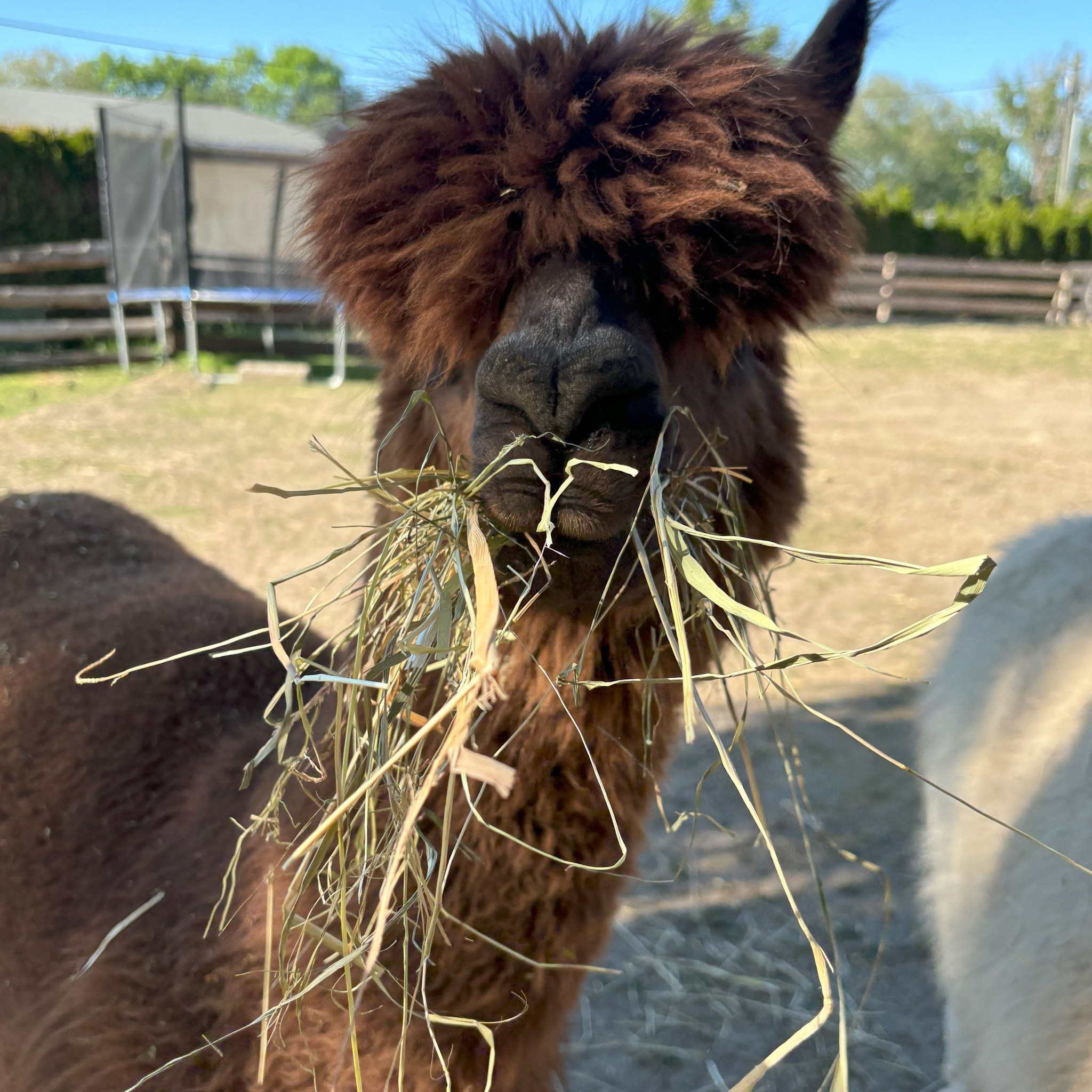 Adams Alpaka Farm - Verliebt in ein Alpaka