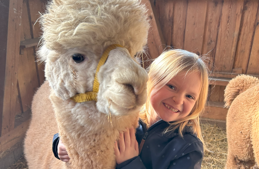 Adams Alpaka Farm - Verliebt in ein Alpaka
