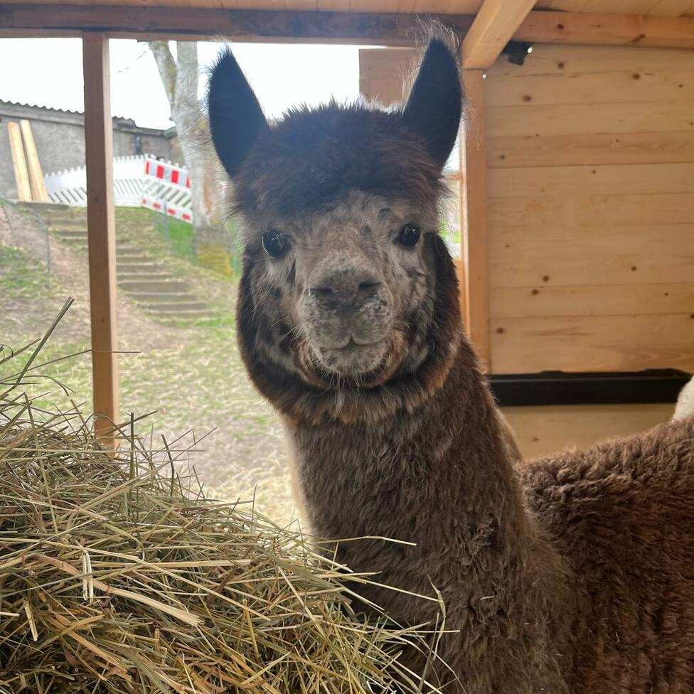 Adams Alpaka Farm - Verliebt in ein Alpaka