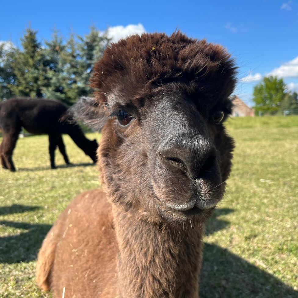 Adams Alpaka Farm - Verliebt in ein Alpaka