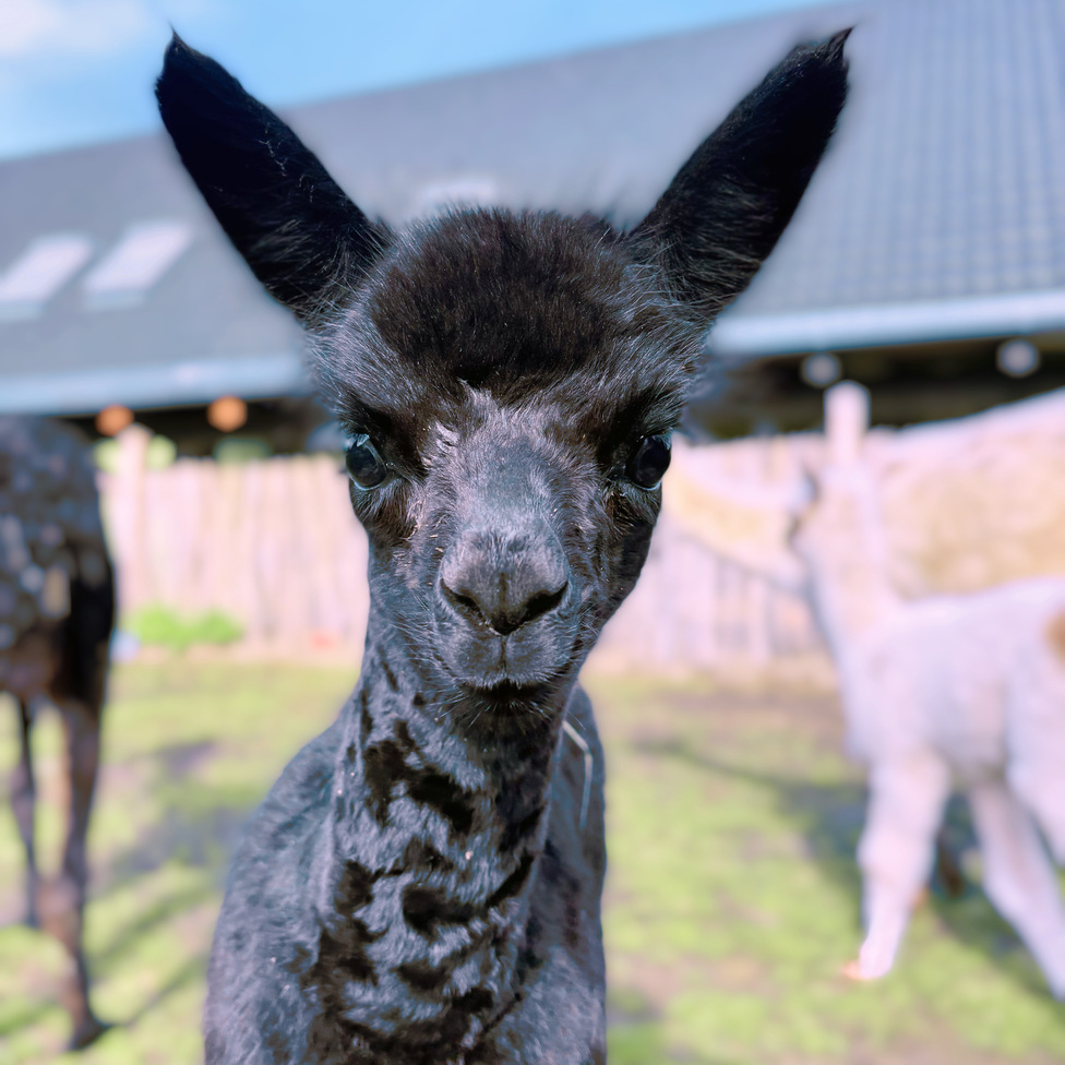 Adams Alpaka Farm - Verliebt in ein Alpaka